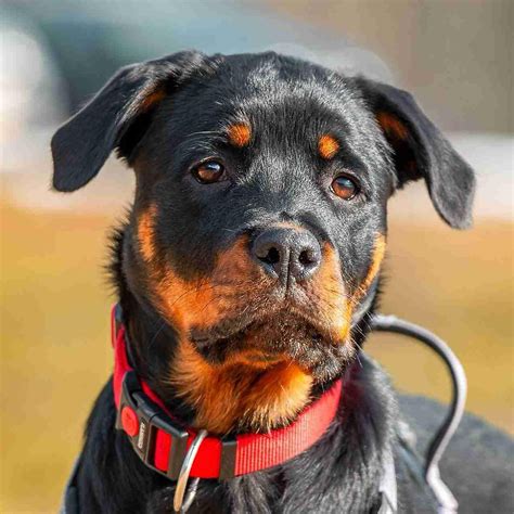 친환경 에너지 산업 탄소 포집 및 저장ccs 기술의 발전