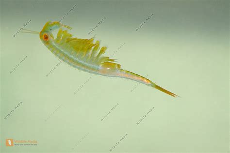 Chirocephalus Shadini Bild Bestellen Naturbilder Bei Wildlife Media