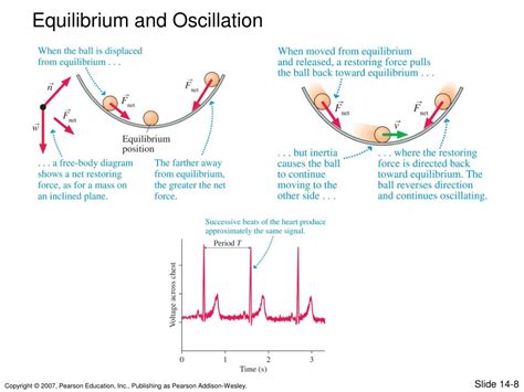 Ppt Equilibrium Restoring Forces And Oscillation Mathematical