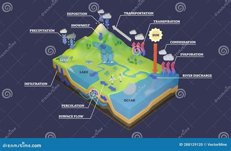 Water Cycle Diagram With Rain Flow Circulation And In 3d Illustration