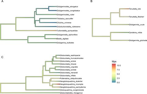 macroevolutionary patterns in intragenomic rdna variability among