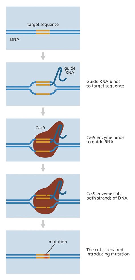Crispr Cas9 Genome Editing Of Humans Future Or Fiction Nc Dna Day Blog