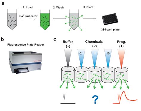 Medium Throughput Screening Assays For Assessment Of Effects On Ca2 Signaling And Acrosome