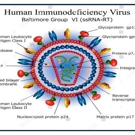 Structure Of Human Immunodeficiency Virus Hiv Virus 10 Image Was