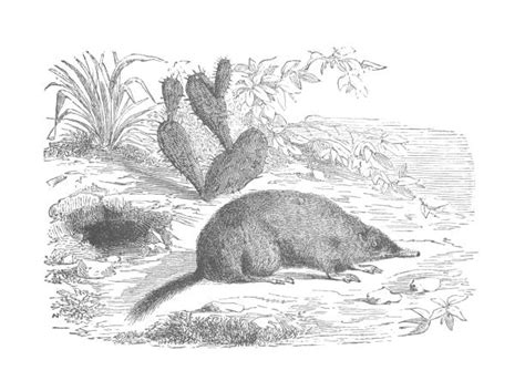 20개 이상의 나무두더지 스톡 일러스트 Royalty Free 벡터 그래픽 및 클립 아트 Istock