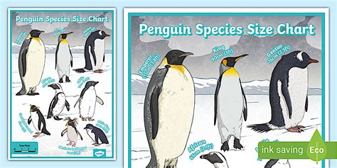 Penguin Species Size Chart Twinkl Ks2 Resources Penguin
