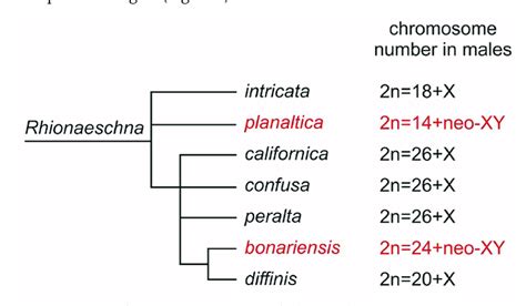 Simplified Phylogenetic Tree Of Rhionaeschna Species With Known Diploid