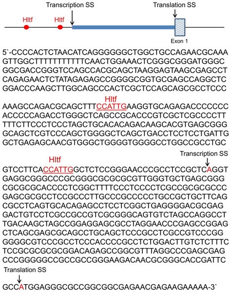 Helicase Like Transcription Factor Hltf Regulates G2m Transition