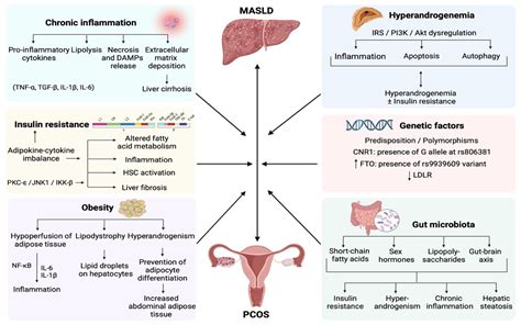 Metabolic Dysfunction Associated Steatotic Liver Disease And Polycystic