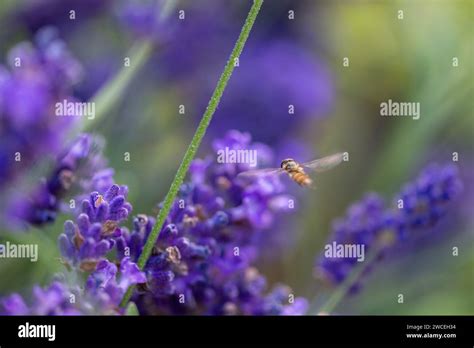 Bee Like Hover Fly Hovering In Front Of Several Purple Lavender Heads With A Green Bokeh And