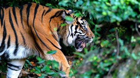 Balinese Word For Tiger
