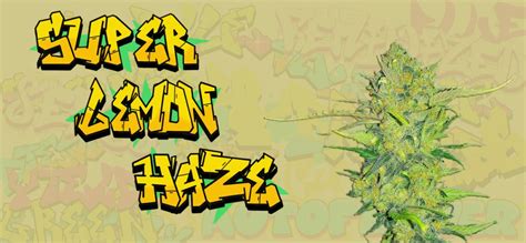 Best Lemon Strains A Citrusy Twist To Your Cannabis Experience By