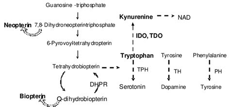 Overview Of The Pteridine Pathway And Tryptophan Conversion Bh 4