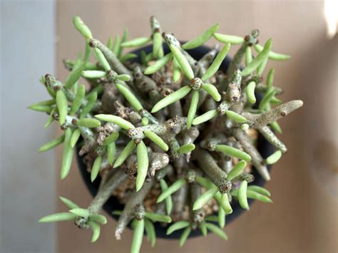 Tylecodon Buchholzianus World Of Succulents