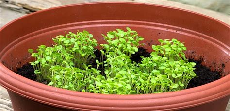 Maghiran Beneficii Proprietăți și Moduri De Utilizare