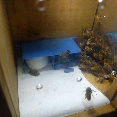 Bee Cage Climate Control