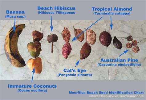 Seedling Identification Guide