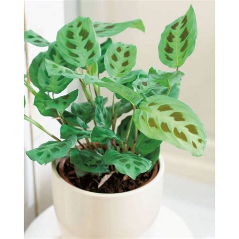 Jual Maranta Hijau Macan Marantha Green Leuconeura Shopee Indonesia