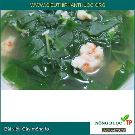 Những điều Cần Biết Về Cây Mồng Tơi SiÊu ThỊ PhÂn ThuỐc