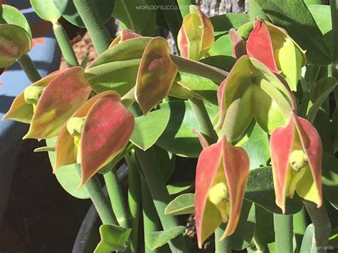 Euphorbia Bracteata Slipper Plant World Of Succulents
