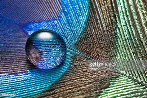 Peacock Feather Drop Photos And Premium High Res Pictures Getty Images