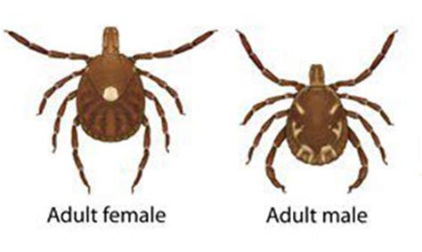 Ticks Capitol Exterminating System