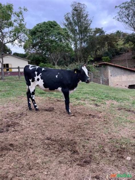 Novilha Leiteira Em Bananal Sp à Venda Compre Direto Do Vendedor 893638