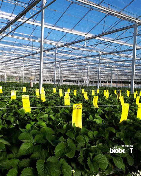 Biobest 🔍🐛 Bug Scan Monitorea Tus Cultivos Como Un Experto 📊 Trampas Adhesivas Para Una