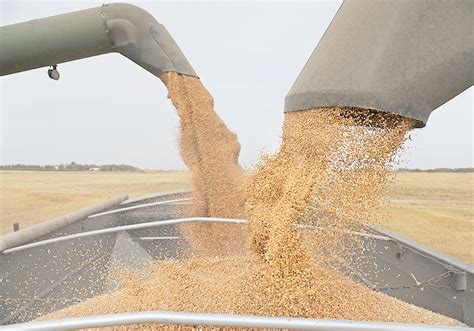 Canadian Wheat Exports Survive Chinas Diminishing Imports Chamber Of