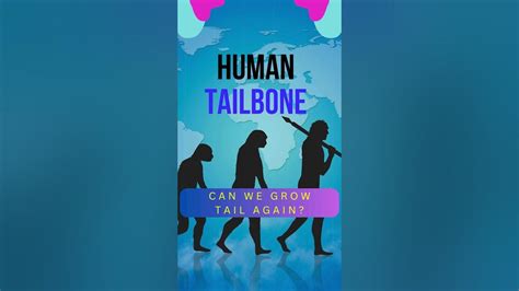 Can Human Grow A Tail Again Truth About The Hidden Tailbone Shorts