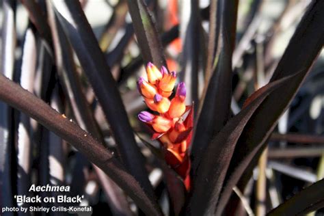 Aechmea Rubra Tropical Looking Plants Other Than Palms Palmtalk