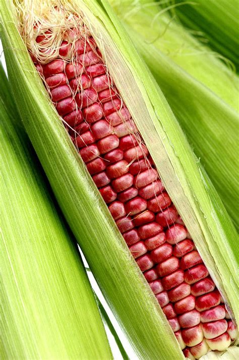 Ruby Jewel Corn From California The New York Times