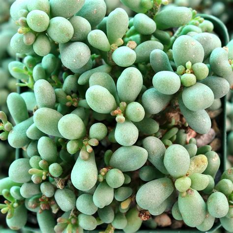 Tylecodon Schaeferianus Fairy Tale Plant Large Mcg™