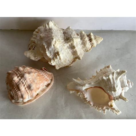 Specimen Shell Collection Set Of 3 Chairish