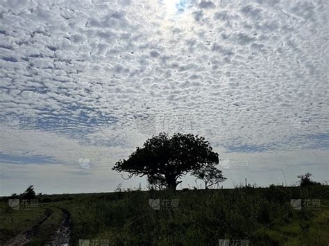 景观在塞伦盖蒂