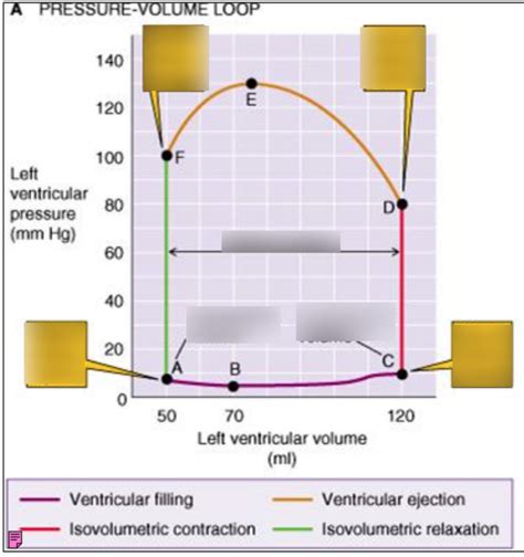 Pv Loop Diagram Quizlet