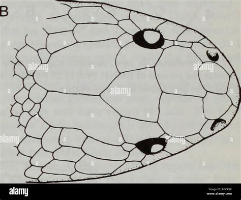 Gambar Sel Gabus 46 Koleksi Gambar