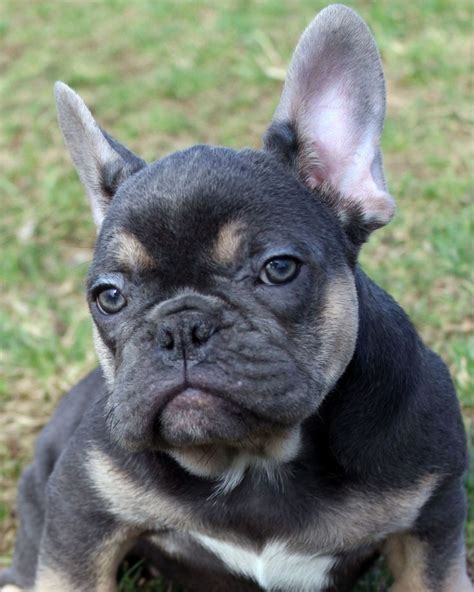 Tri Color French Bulldog Puppies Warehouse Of Ideas