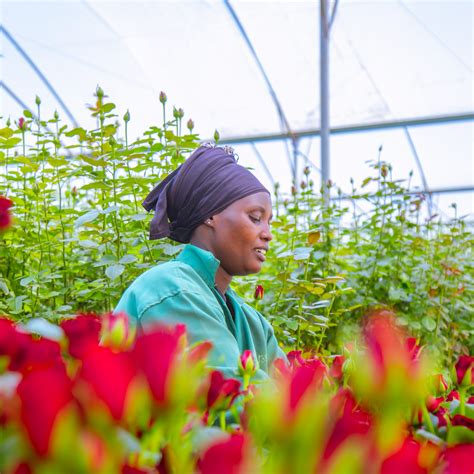 Bella Flowers Exporting Beauty Made In Rwanda Kt Press