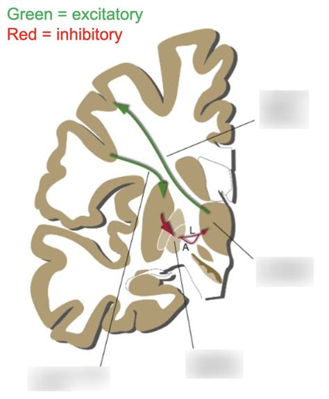 Lecture 12 Direct Pathway Diagram Quizlet