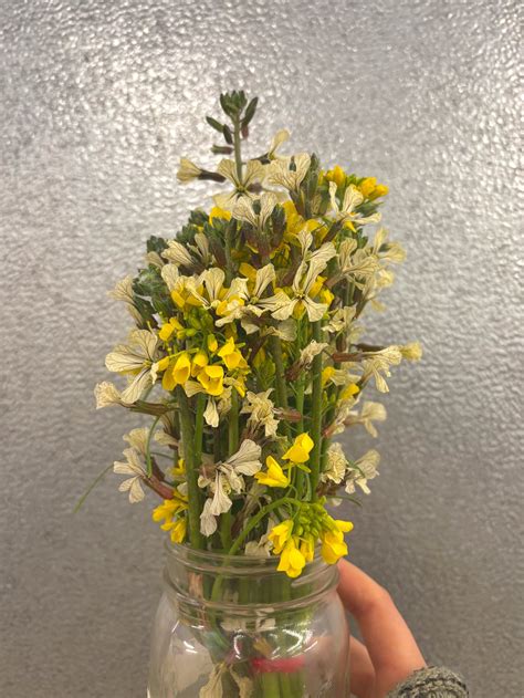 How To Use Mustard Flowers — Gateway Farm