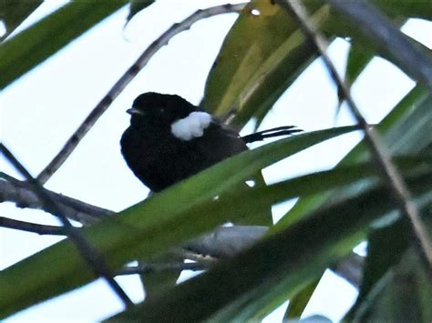 White Rumped Robin Ebird