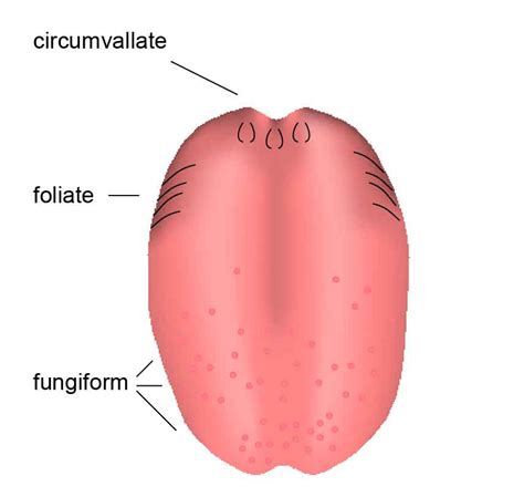 Human Tongue Taste Papillae And Their Afferent Nerve