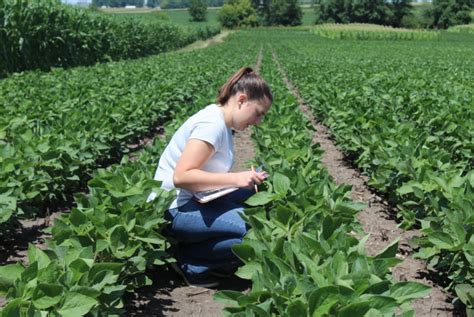 New Crop Scouting Web Book Available From The Crop Protection Network Integrated Crop Management