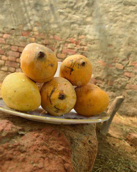 Man Holding Mangoes Closeup Of Yellow Mango S Full Basket Of Ripen Yellow Mangoesfresh Ripe