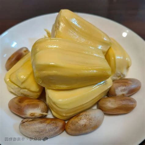挂在树上的波罗——波罗蜜 中国科学院华南植物园