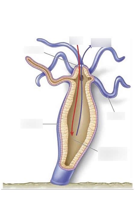 Cnidarian Image 1 Diagram Quizlet