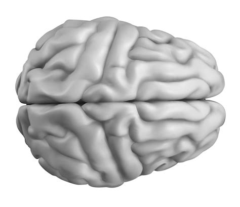 Premium Vector Anatomical Human Brain Mesh Vector Scientific Article Design And Medical Booklet