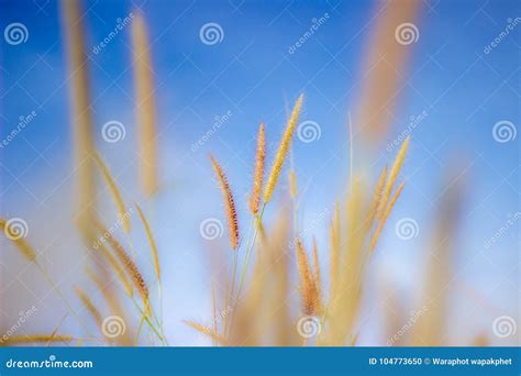 The Soft Feathered Grass Has A Scientific Name Pennisetum Pedicellatum