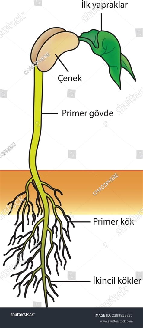 Biology Visual Sexual Reproduction Plants First Stock Vector Royalty Free 2389853277